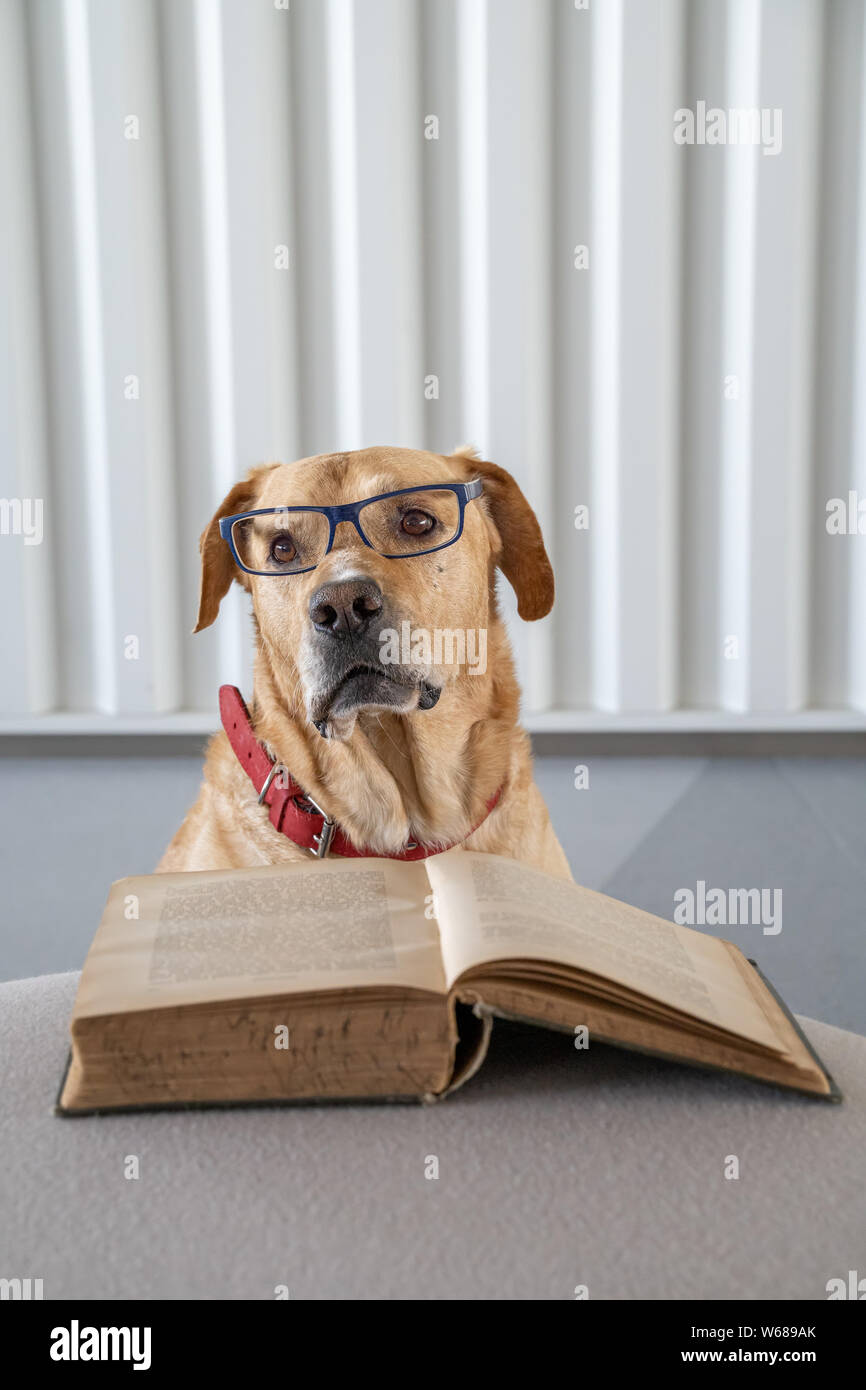Dog with eyeglasses reading old hradcover book. Learning concept Stock ...