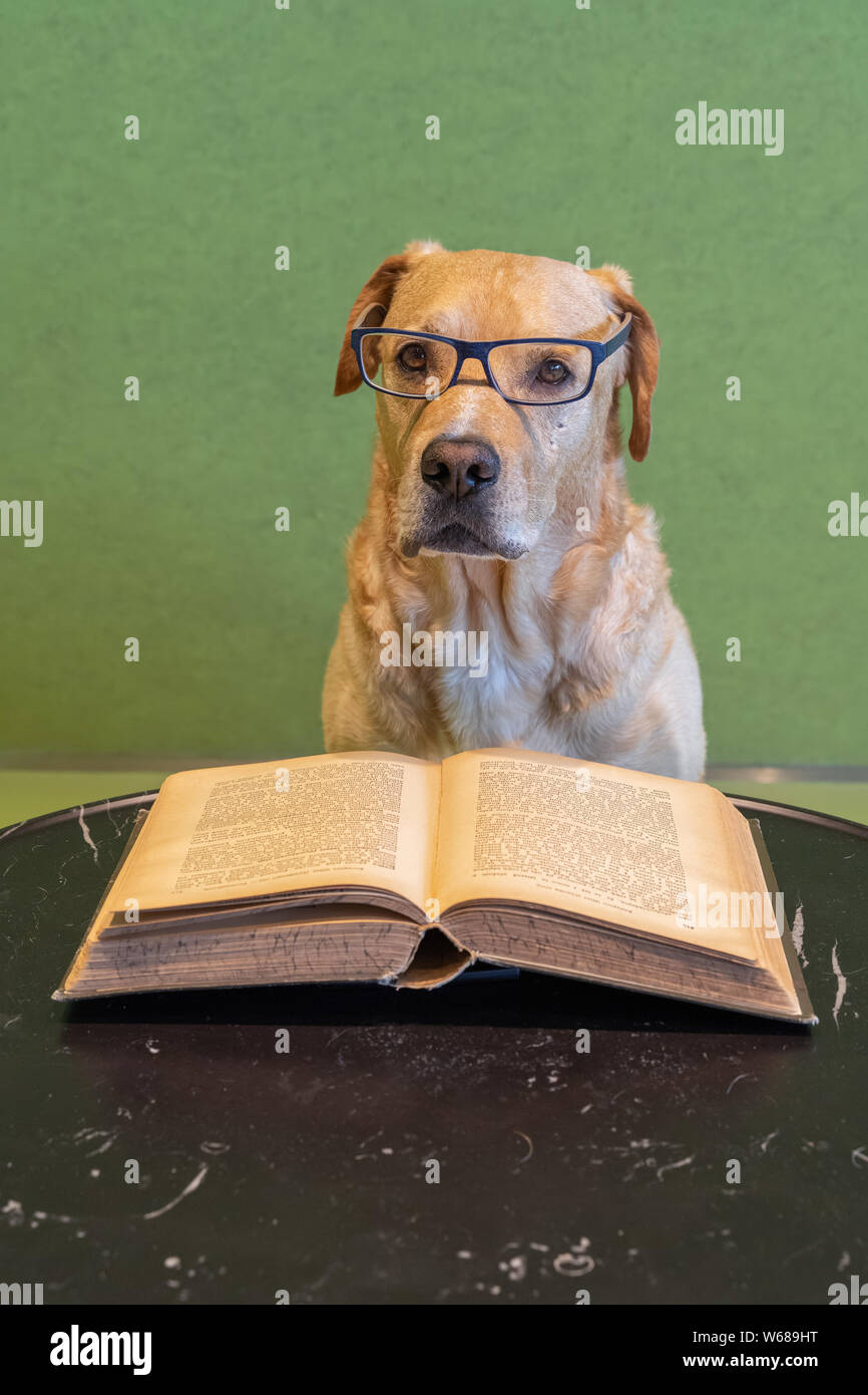 Smart dog looks like a teacher above big open book with hard cover ...