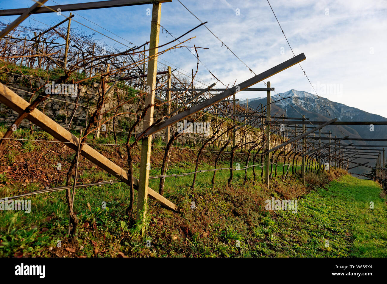 Vineyards trentino italy sunset hi-res stock photography and images - Alamy
