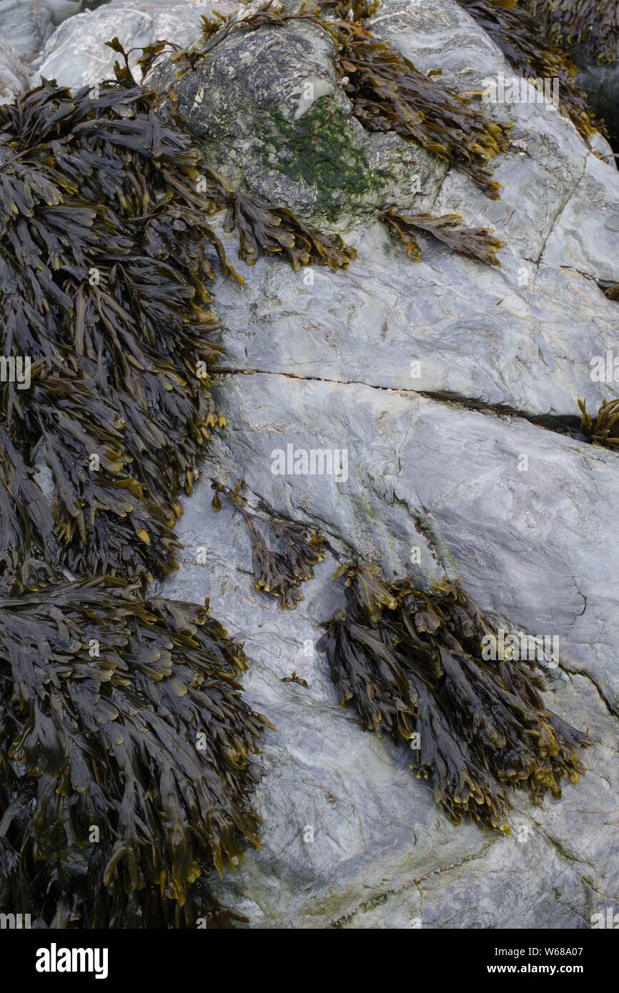 Metasedimentary rock hi-res stock photography and images - Alamy