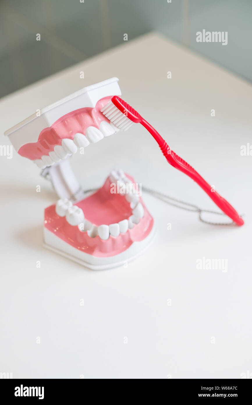 showing on a jaw model how to clean the teeth with tooth brush properly ...
