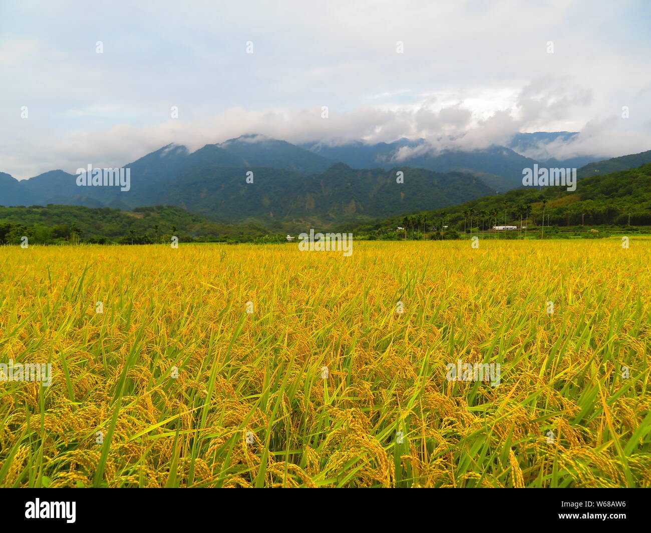 Yellow Rice Fields of the East Rift Valley in Taiwan Stock Photo - Alamy