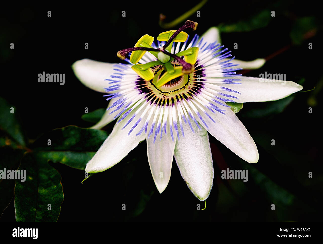 Greeny flower hi-res stock photography and images - Alamy
