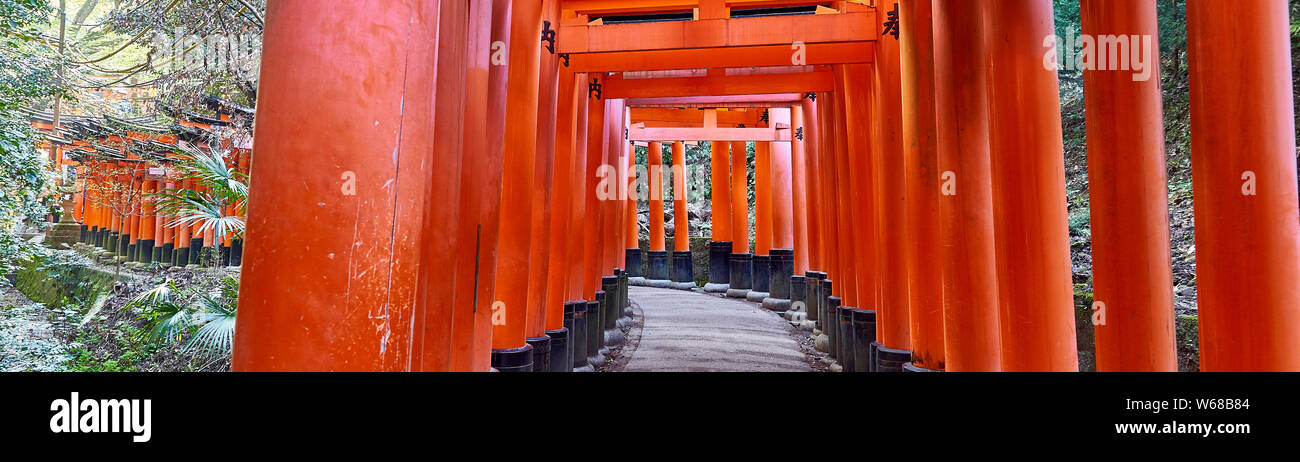 Fushimi inari thousand gates in orange color. Pathway bends and ...