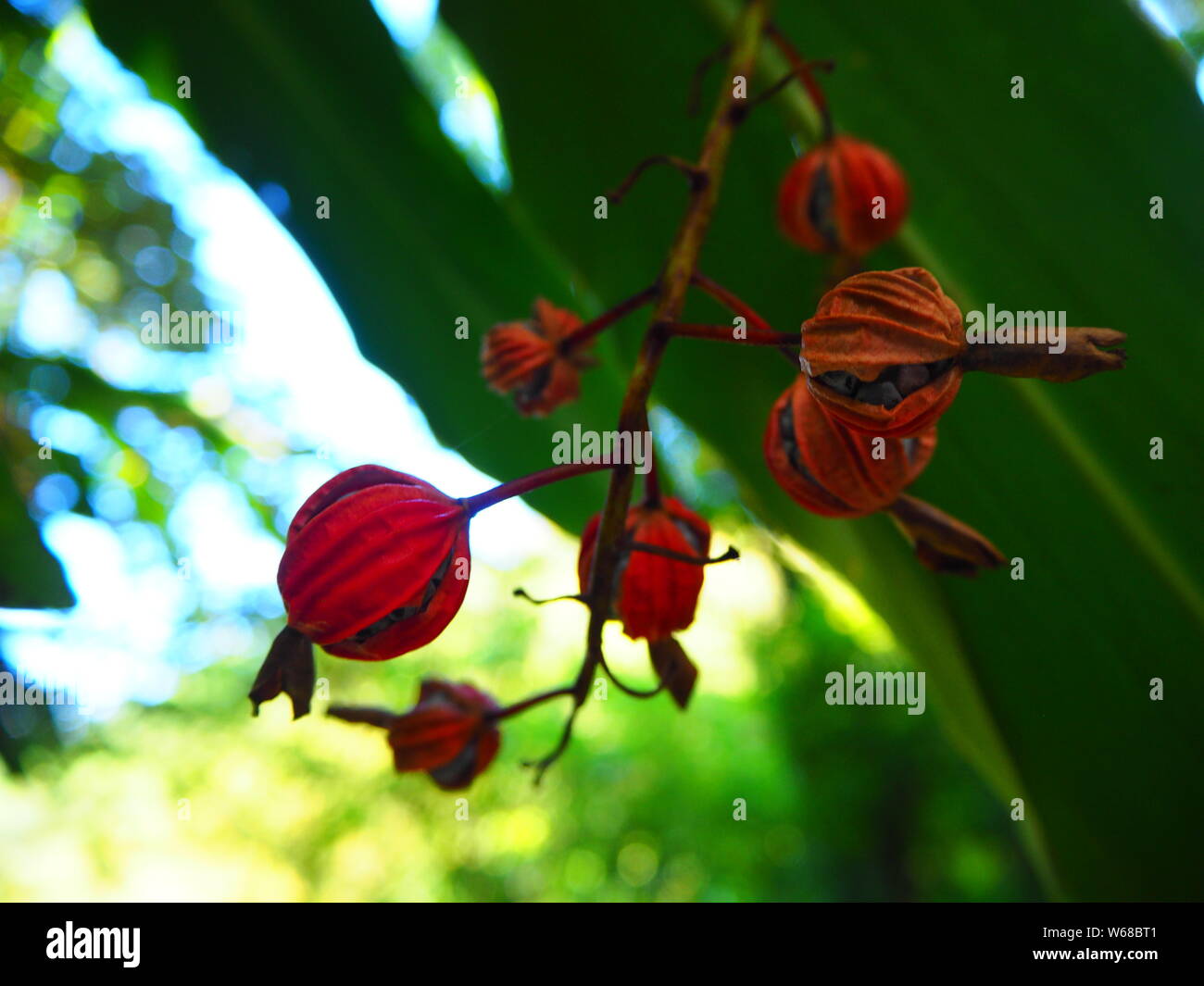 Plants in south east asia hi-res stock photography and images - Alamy