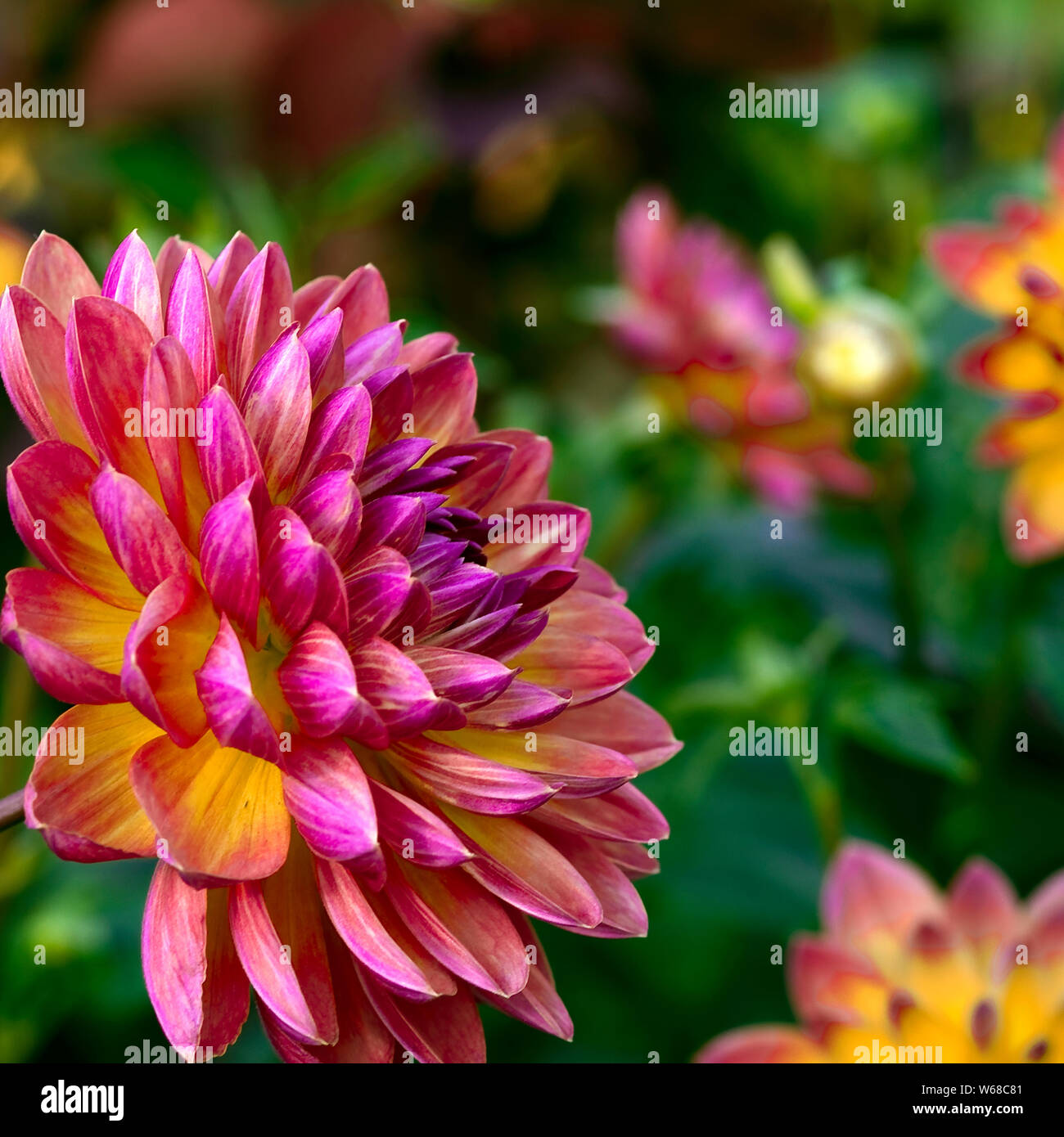 Pleasing flower hi-res stock photography and images - Alamy