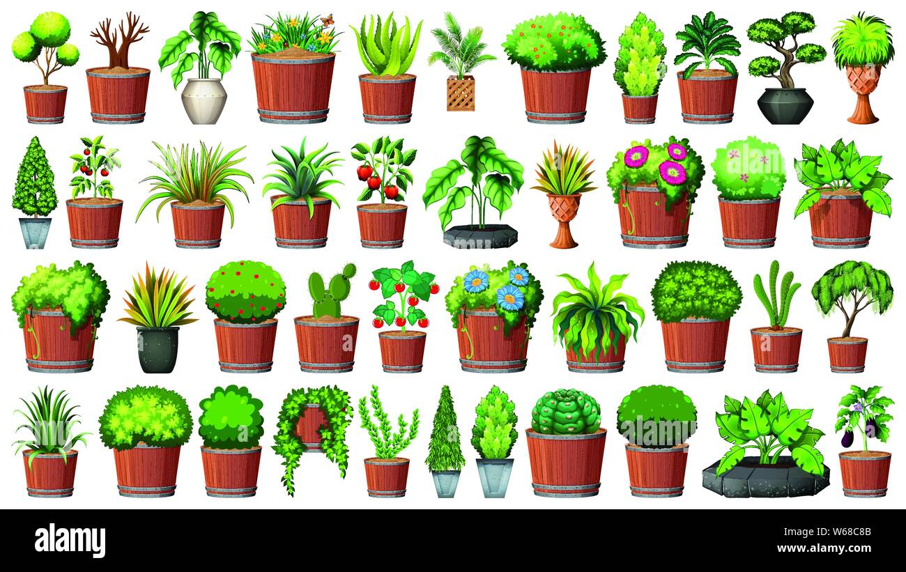 Collection of potted plants on white illustration Stock Vector Image ...