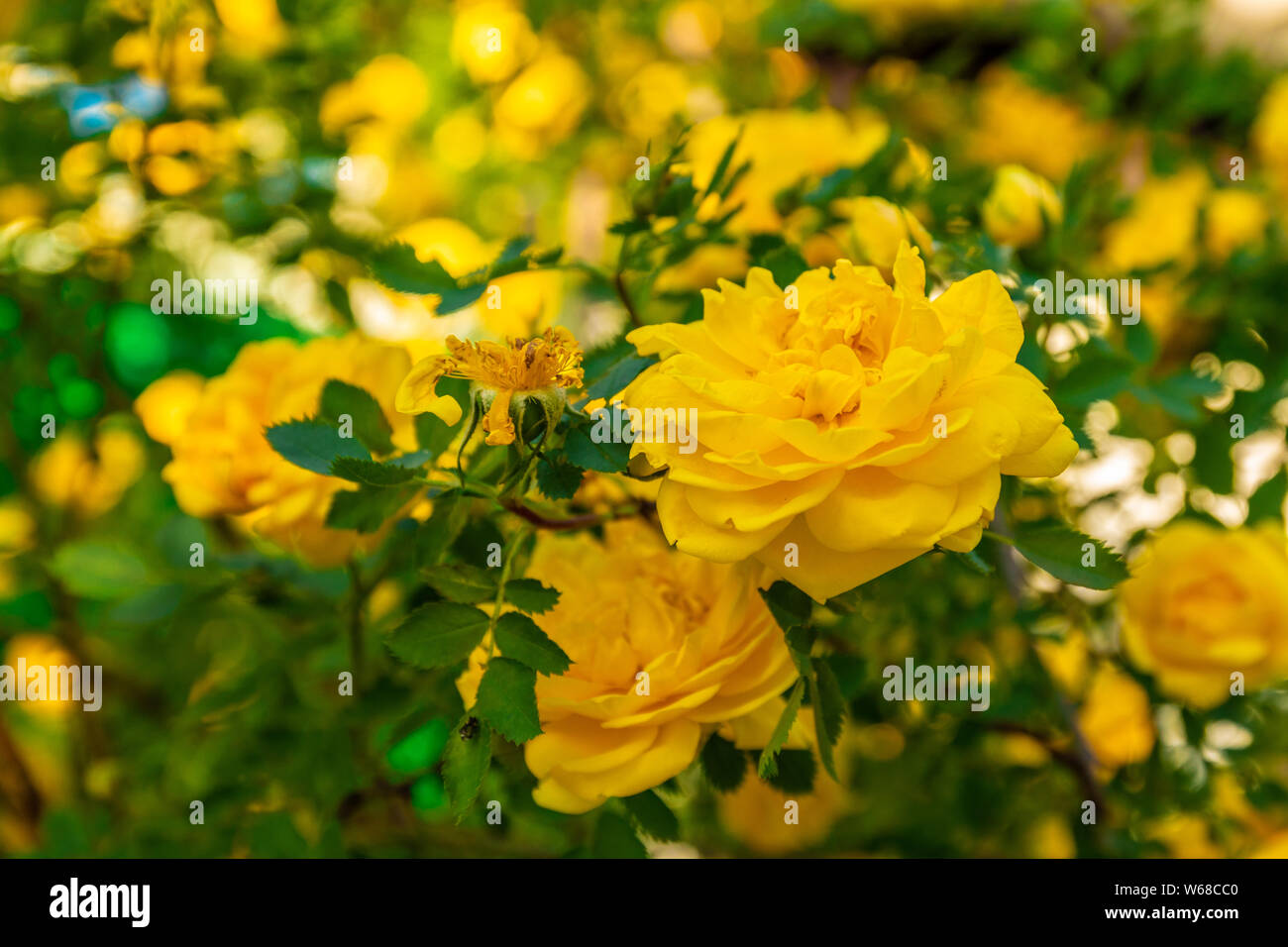 Yellow rose briar bush hi-res stock photography and images - Alamy