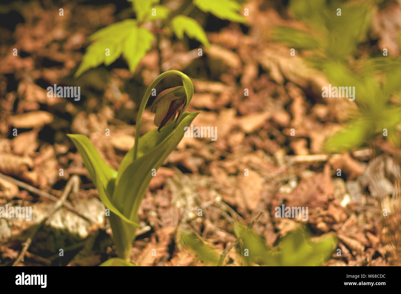 New forest flower hi-res stock photography and images - Alamy