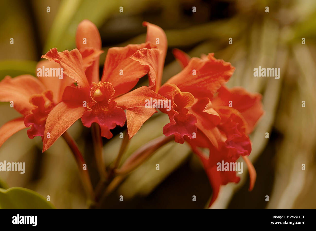 Pleasing flower hi-res stock photography and images - Alamy