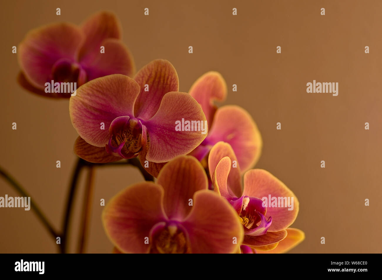 Orcids hi-res stock photography and images - Alamy