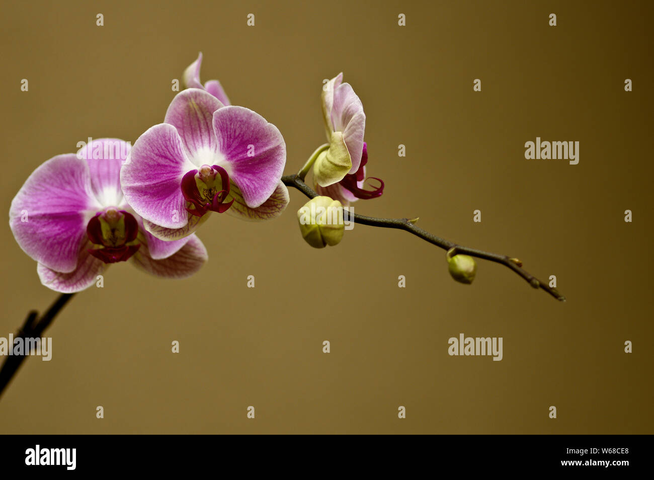 Orcids hi-res stock photography and images - Alamy