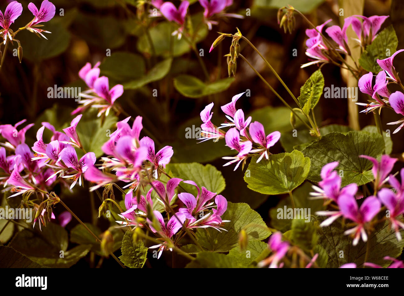 A group of small flowers Stock Photo - Alamy