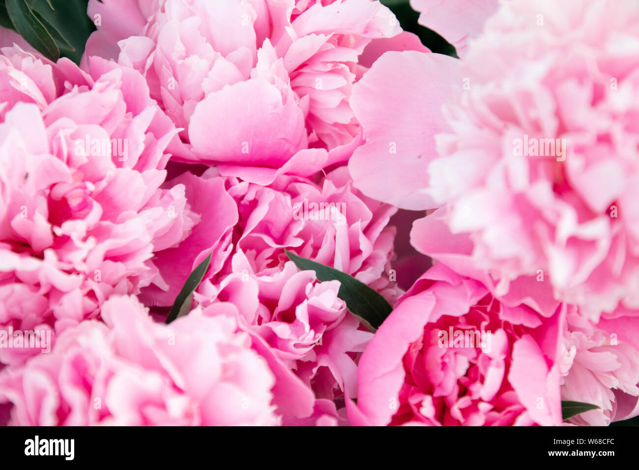 Bouquet of a lot of peonies of pink color close up. Flat lay, top view ...