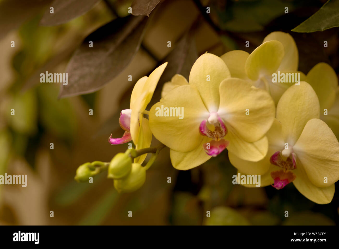 Multiple orchids hi-res stock photography and images - Alamy