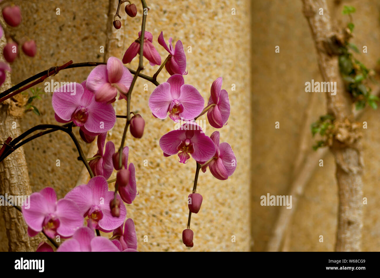 Multiple orchids hi-res stock photography and images - Alamy