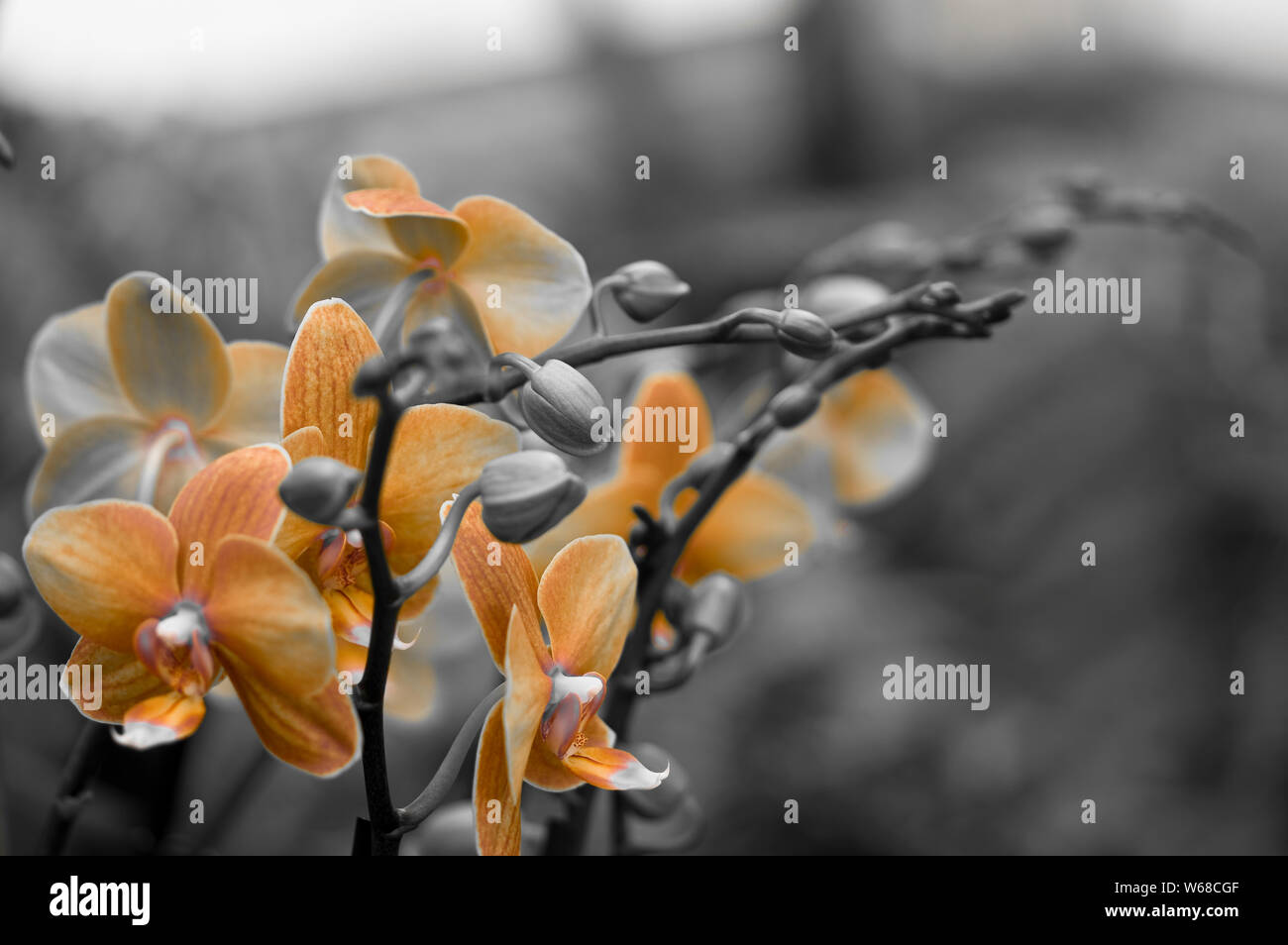 Multiple orchids hi-res stock photography and images - Alamy