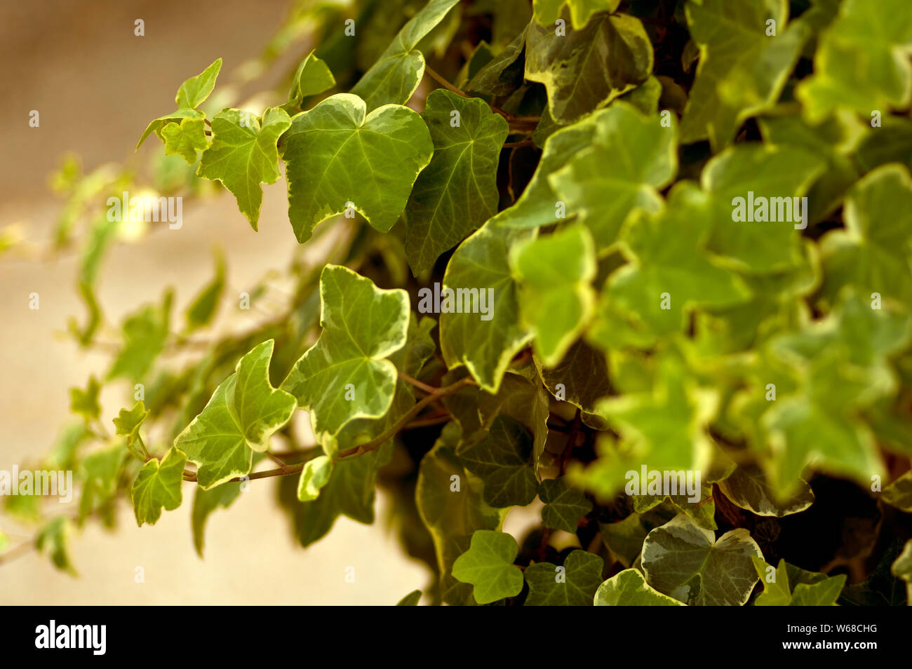 A vine climbing a pillar Stock Photo - Alamy