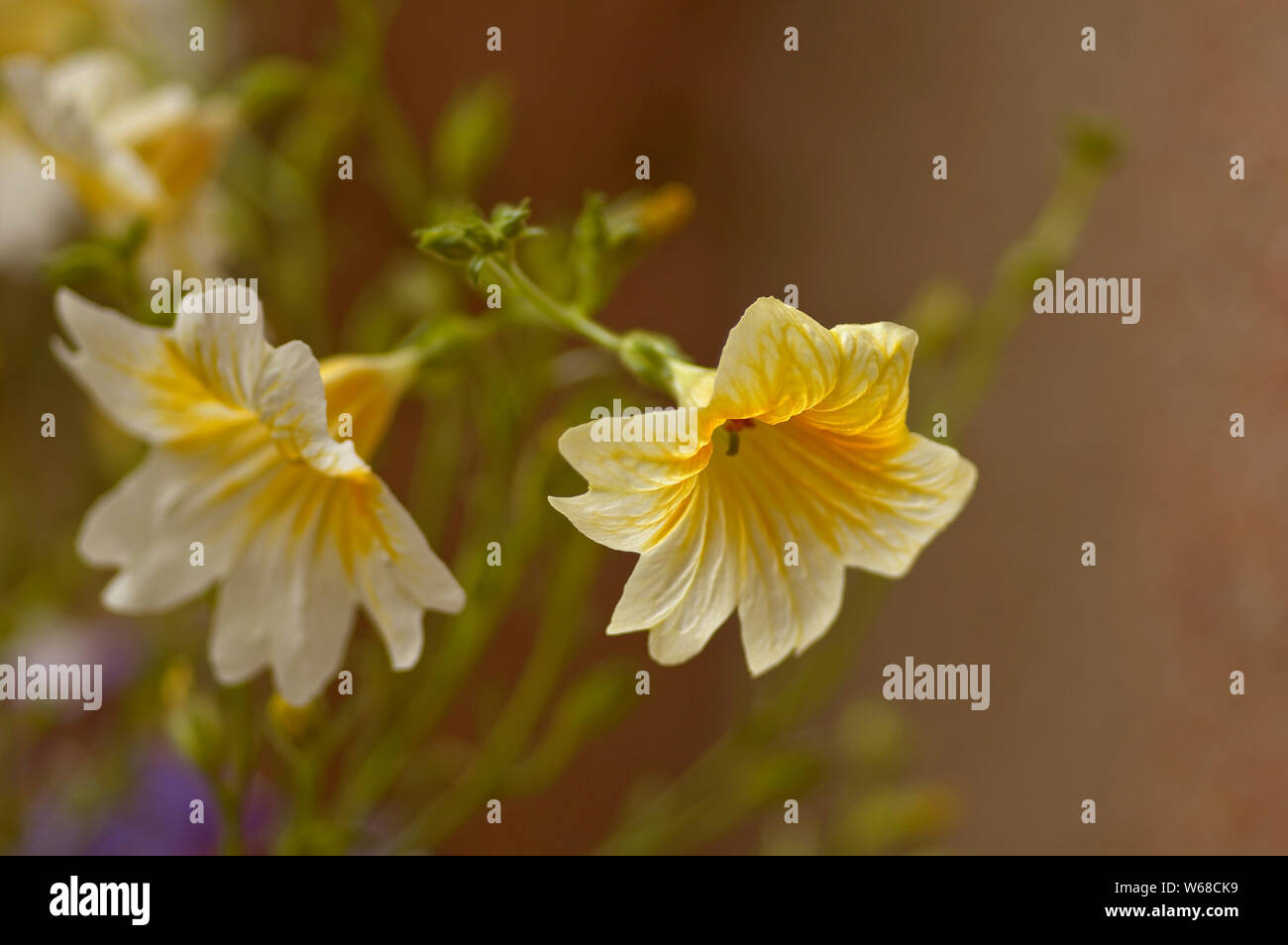 Multiple delicate yellow flowers hi-res stock photography and images ...