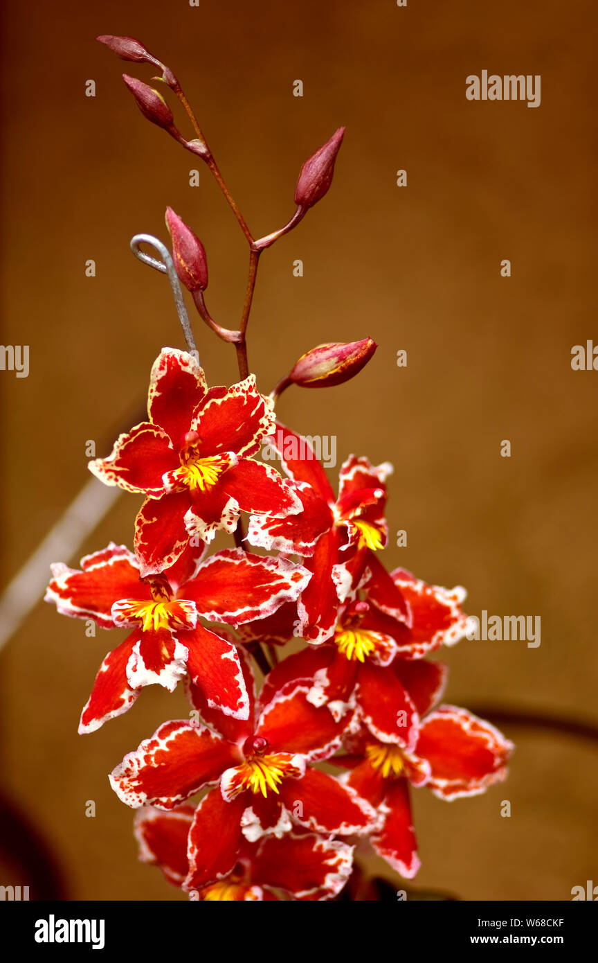 Multiple orchids hi-res stock photography and images - Alamy