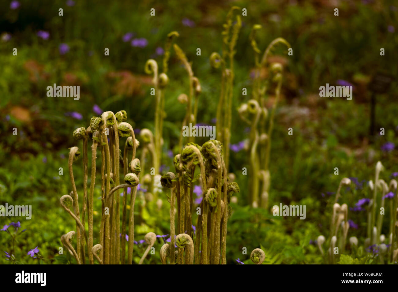 A group of fiddle head fern coming out Stock Photo - Alamy