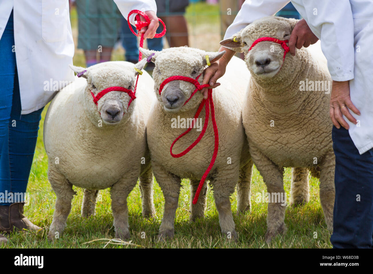 Agricultural and livestock activities hi-res stock photography and ...