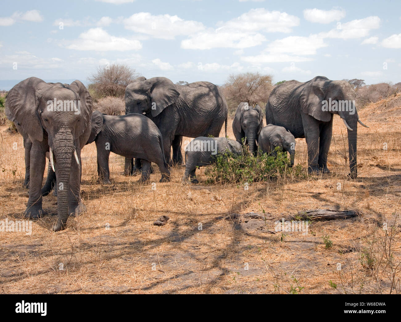 Elephant Herd in Ngorongoro Game Park with large Elephant herds in ...