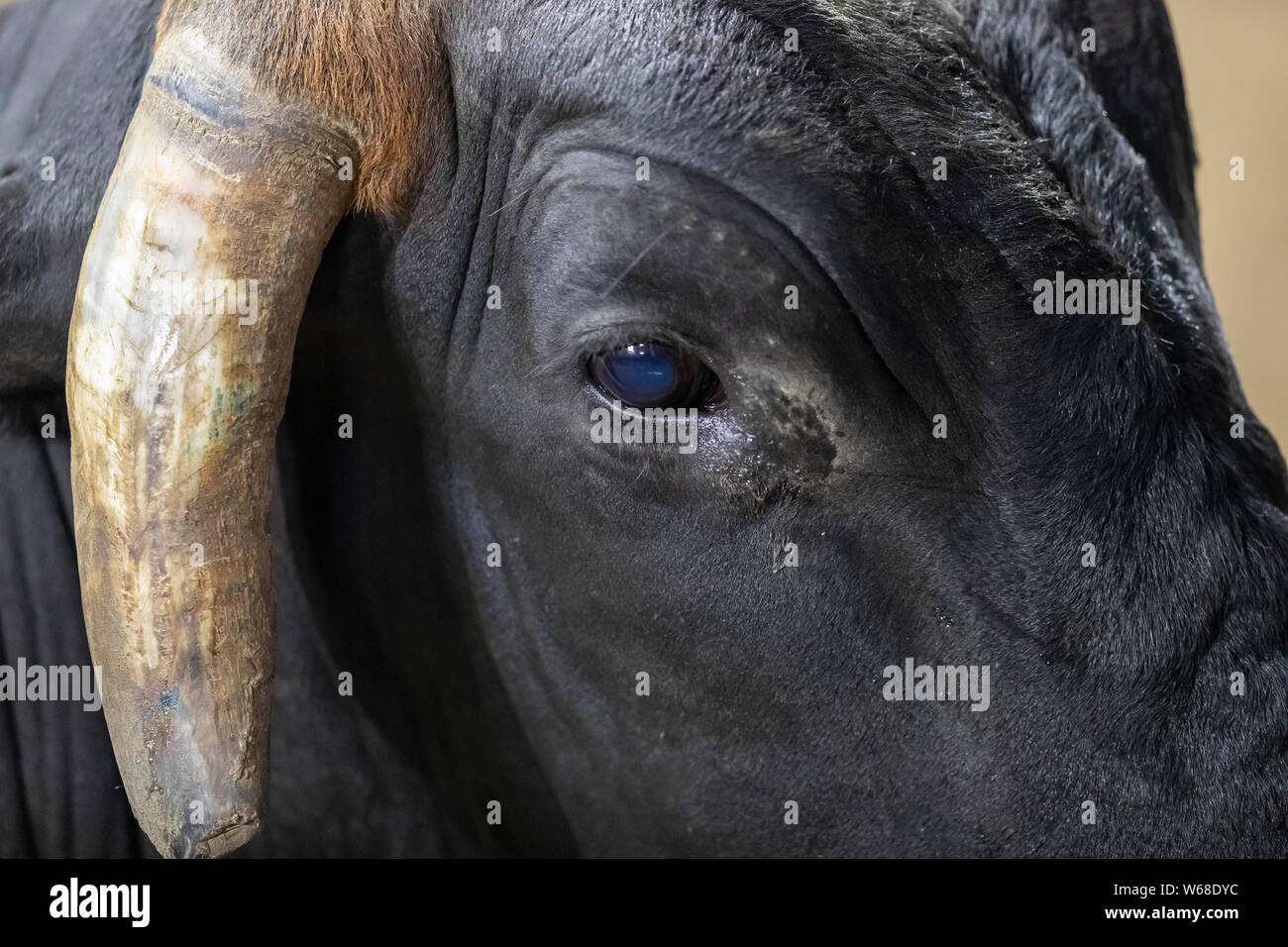 Bovine Bull High Resolution Stock Photography and Images - Alamy