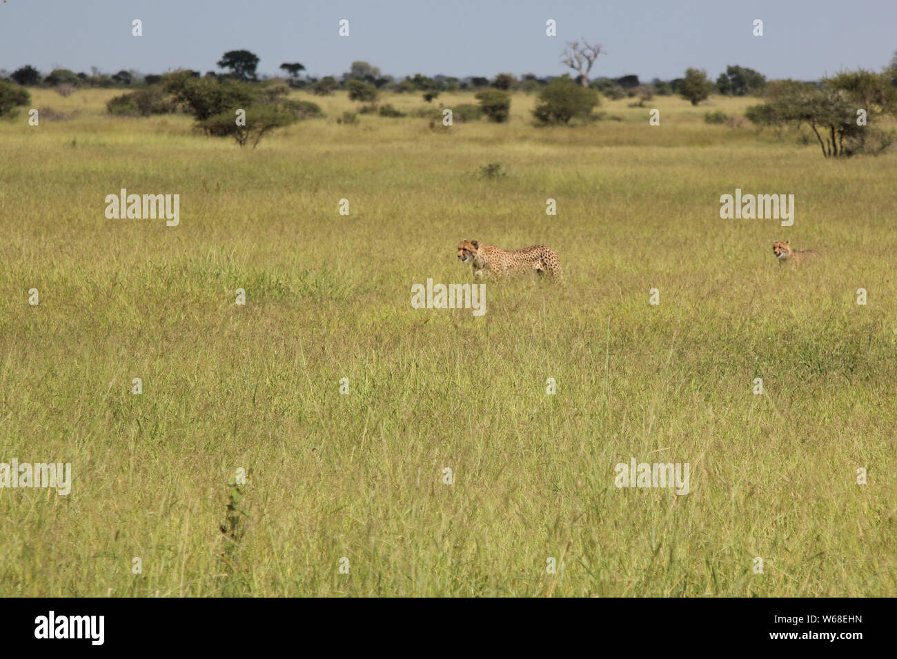 Gepard / Cheetah / Acinonyx jubatus Stock Photo - Alamy