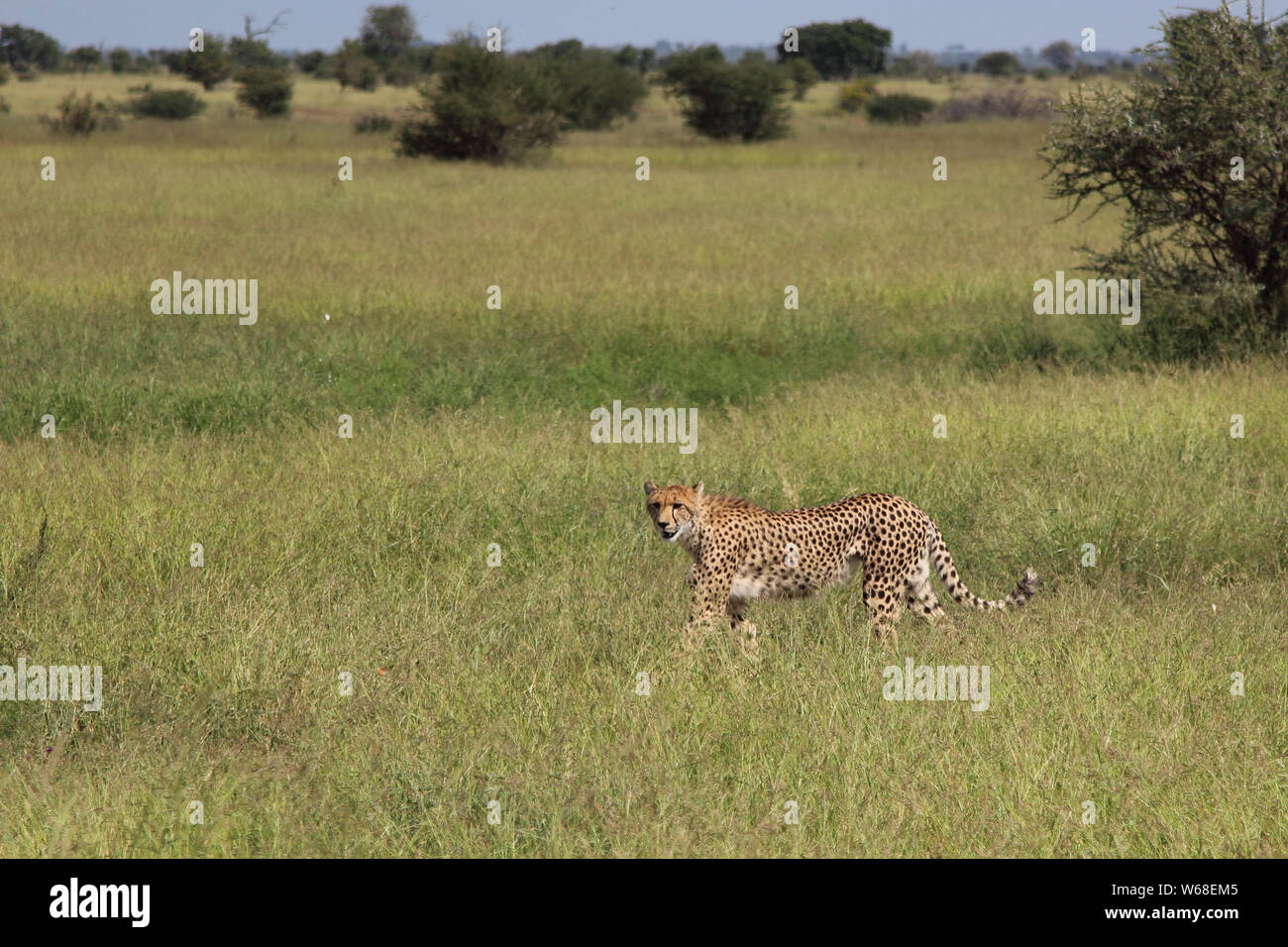 Gepard / Cheetah / Acinonyx jubatus Stock Photo - Alamy