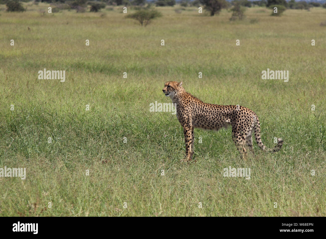 Gepard / Cheetah / Acinonyx jubatus Stock Photo - Alamy