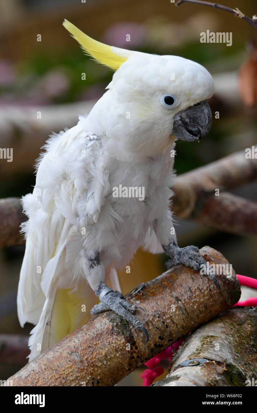 Scruffy Bird High Resolution Stock Photography and Images - Alamy