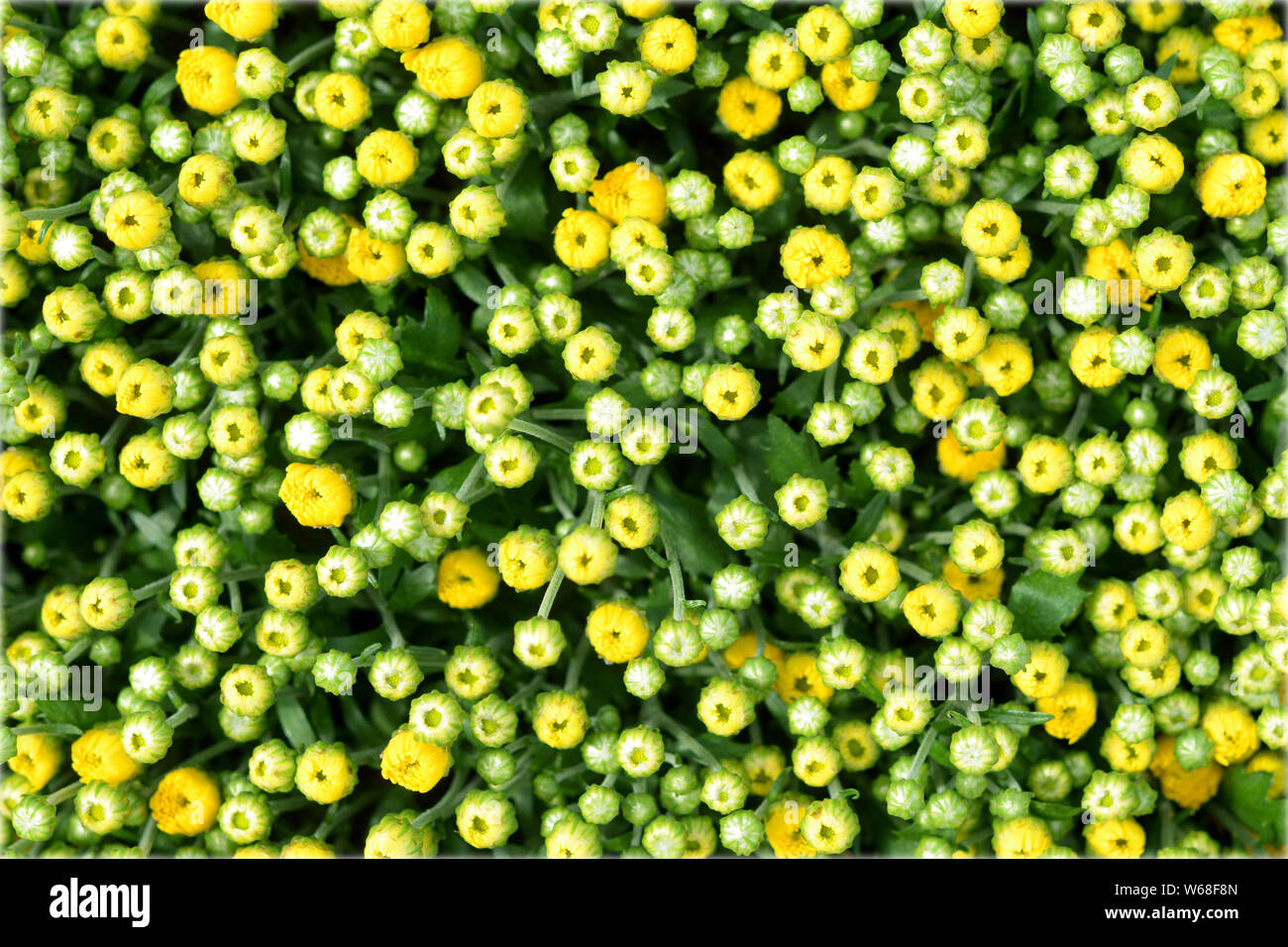 yellow chrysanthemum mum in garden for background uses Stock Photo - Alamy