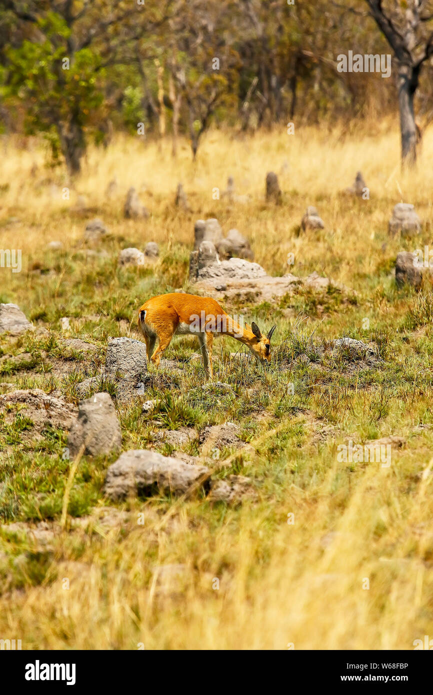 Male of Oribi, Ourebia ourebi, in Busanga Plains. Kafue National Park ...