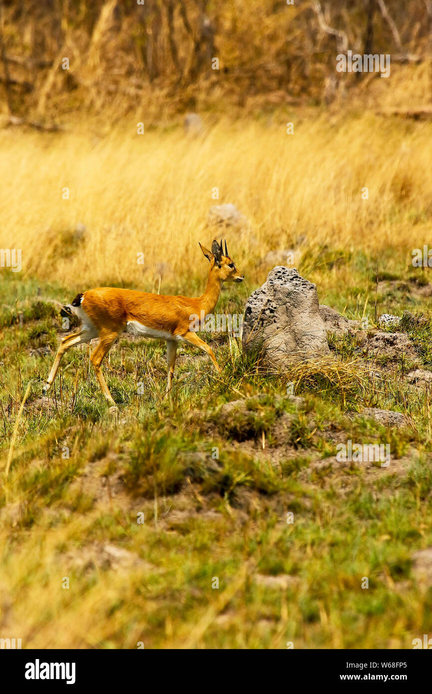 Male of Oribi, Ourebia ourebi, in Busanga Plains. Kafue National Park ...