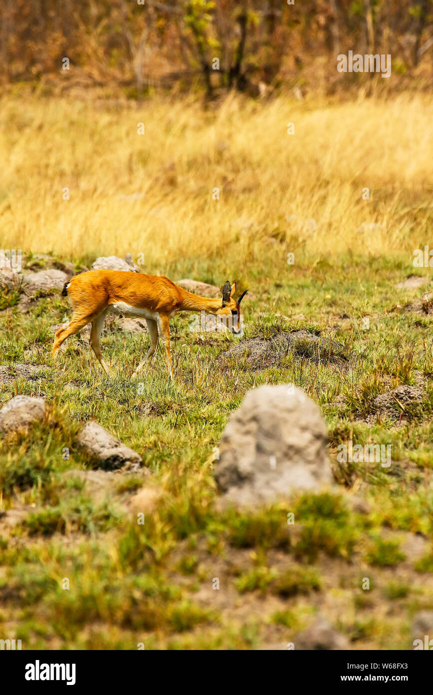 Male of Oribi, Ourebia ourebi, in Busanga Plains. Kafue National Park ...