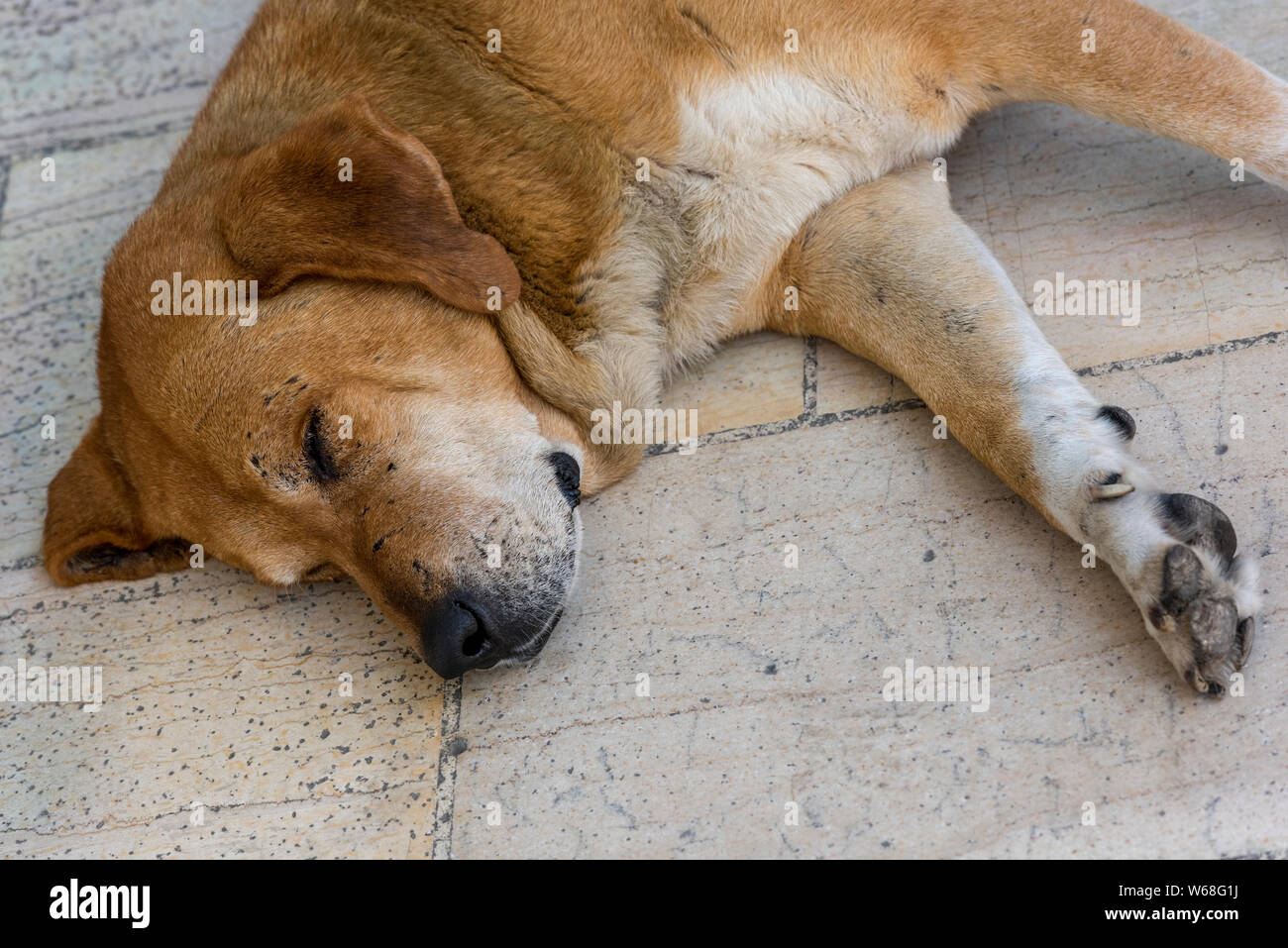 a large dog fast asleep on a pavement relaxing in the sunshine on a ...