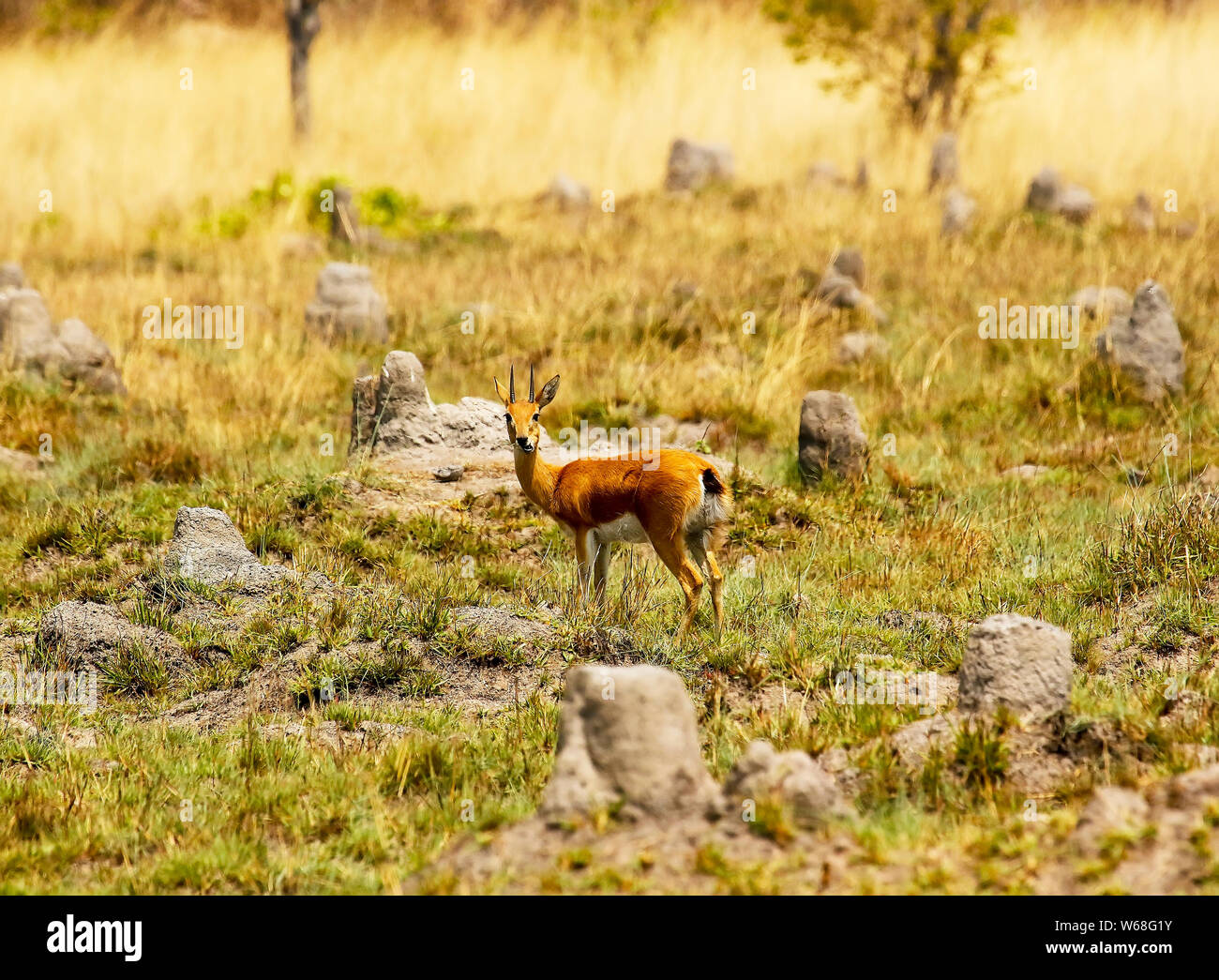 Male of Oribi, Ourebia ourebi, in Busanga Plains. Kafue National Park ...