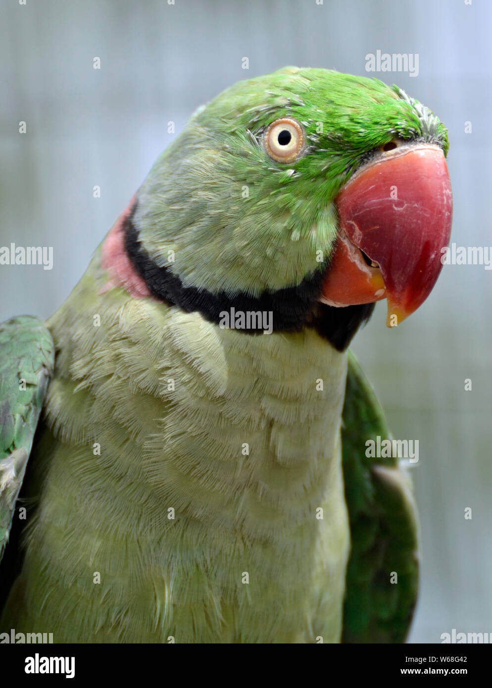 A ring-necked parakeet at Lincolnshire Wildlife Park, Friskney, Boston ...