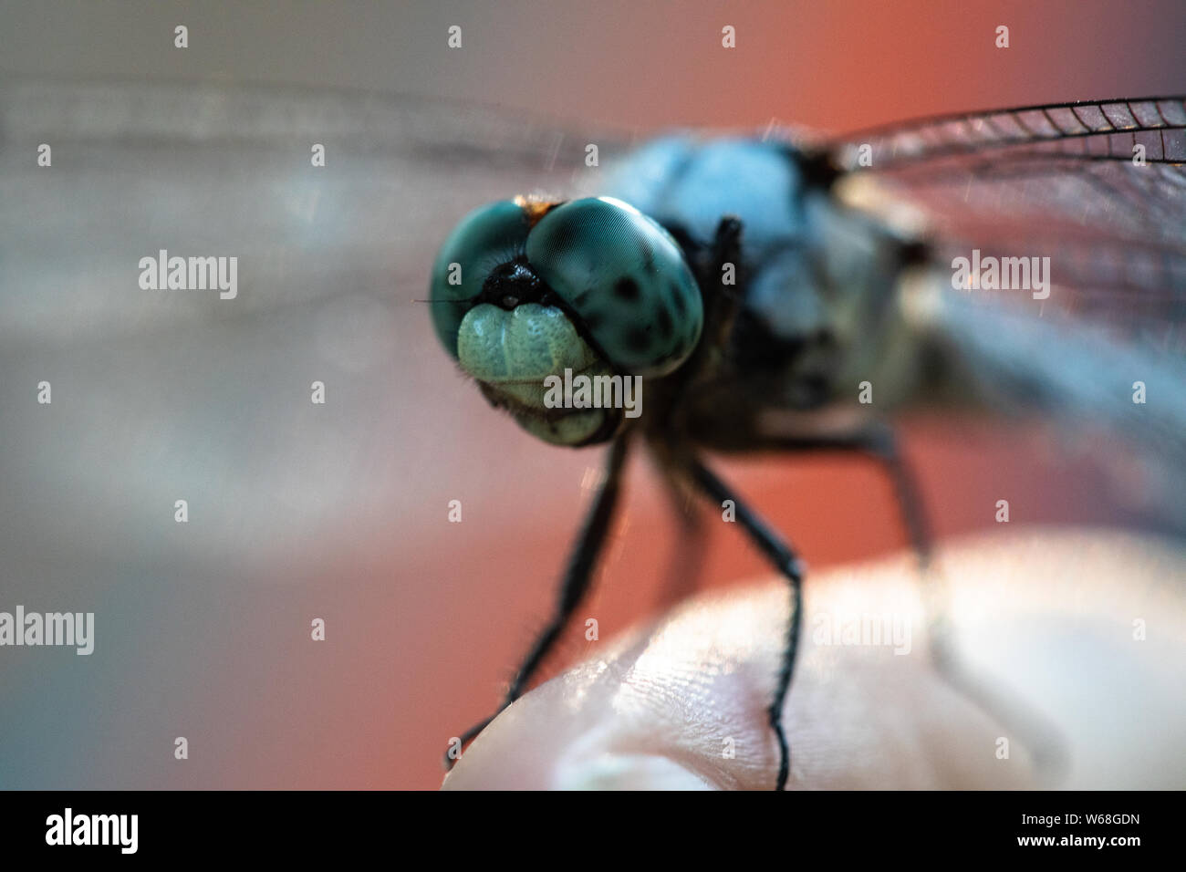 Blue Male Dasher in Southern Maryland Stock Photo - Alamy