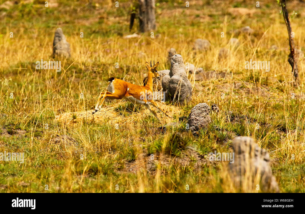 Male of Oribi, Ourebia ourebi, in Busanga Plains. Kafue National Park ...