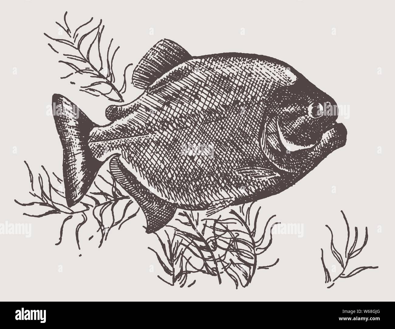 Red Belly Piranha Drawing