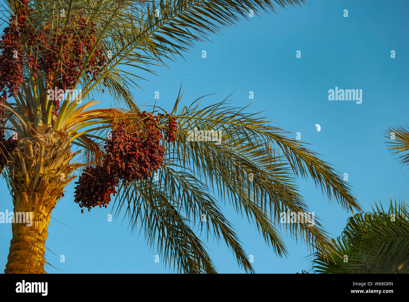 Harvest dates in egypt hi-res stock photography and images - Alamy