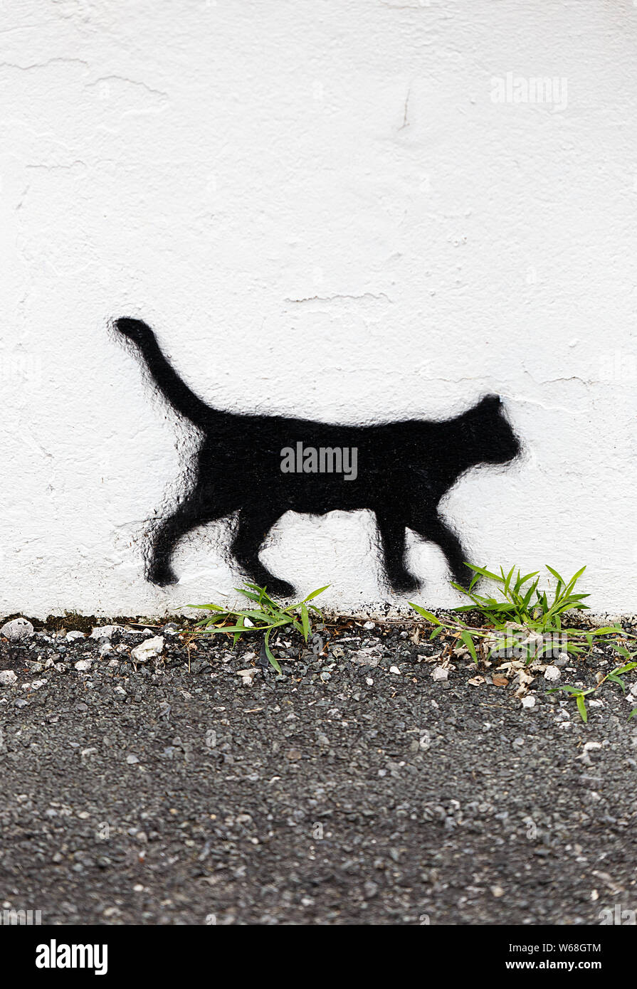 black cat wandering Stock Photo - Alamy