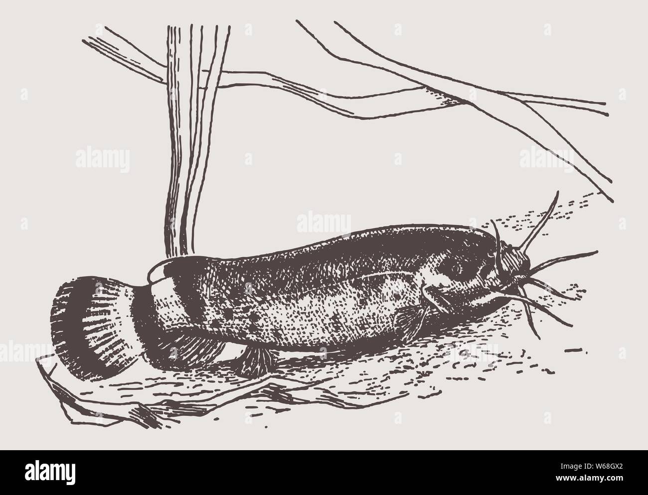 Electric catfish (malapterurus electricus) lying on the sea bottom ...