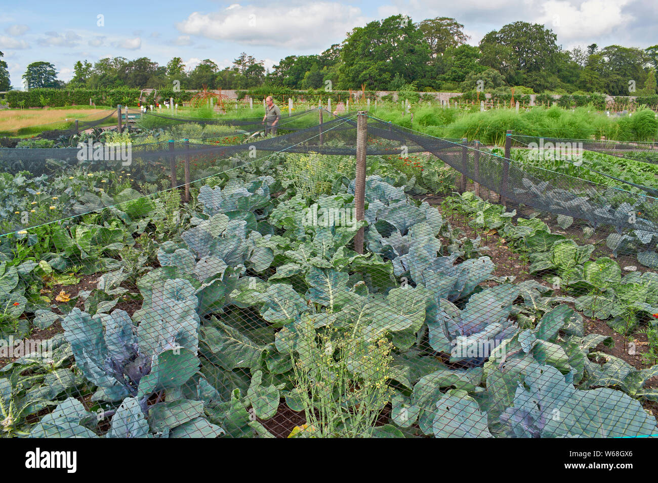 GORDON CASTLE GARDENS FOCHABERS MORAY SCOTLAND THE EXTENSIVE WALLED ...