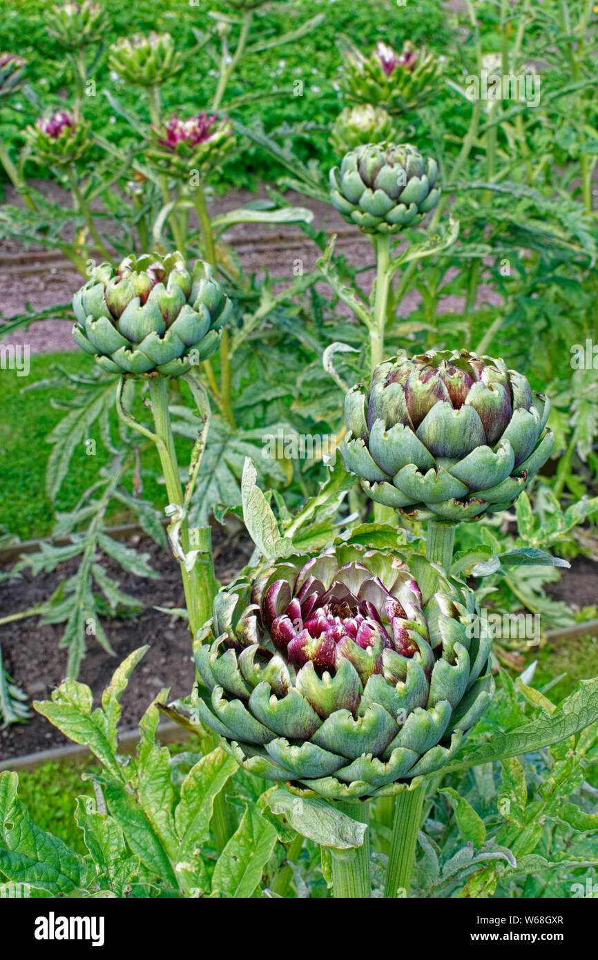 GORDON CASTLE GARDENS FOCHABERS MORAY SCOTLAND THE EXTENSIVE WALLED ...