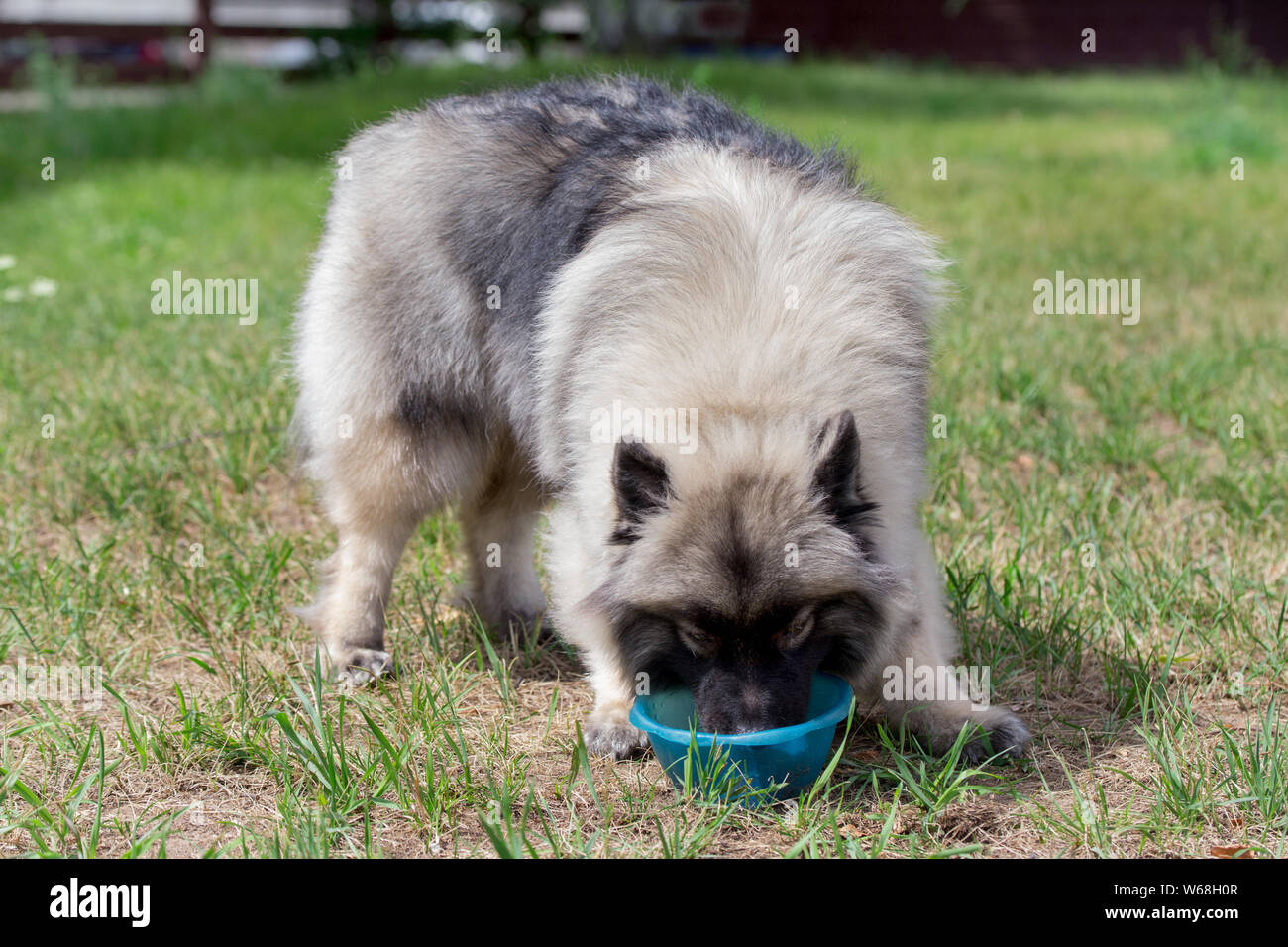 Deutscher wolfspitz is drinking water from dog bowl. Keeshond or german ...