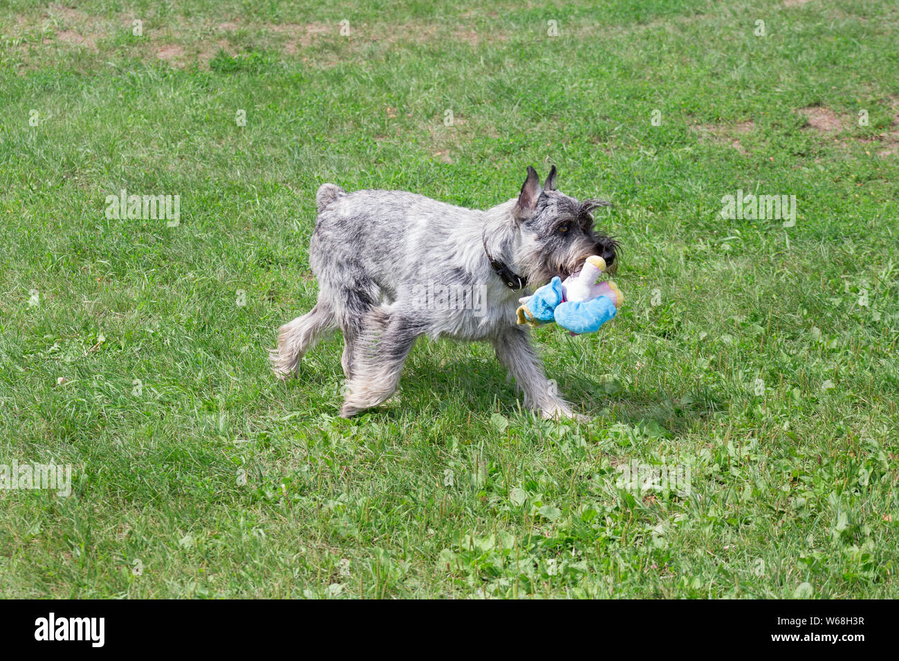 Cute mittelschnauzer is playing with his toy in the park. Pet animals ...