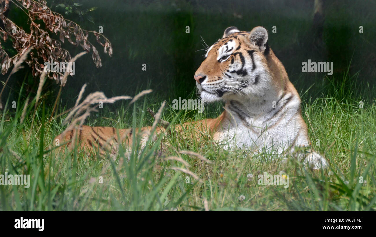 Bengal Tiger at Lincolnshire Wildlife Park, Friskney, Boston ...